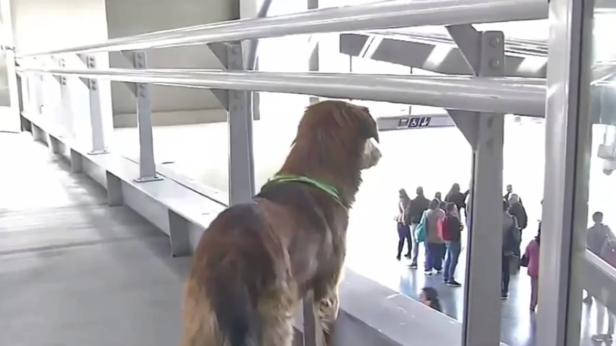 Bogotá: Perro lleva 3 días abandonado en una estación de Transmilenio ...